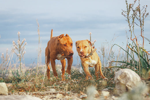 19 Things Dogs Do And The Meaning Behind Them